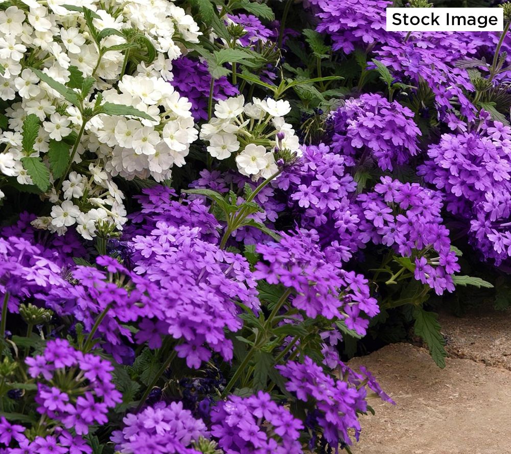 Cottage Farms 4-Piece Hardy Purple and Pink Verbena Duo Live Plants ...