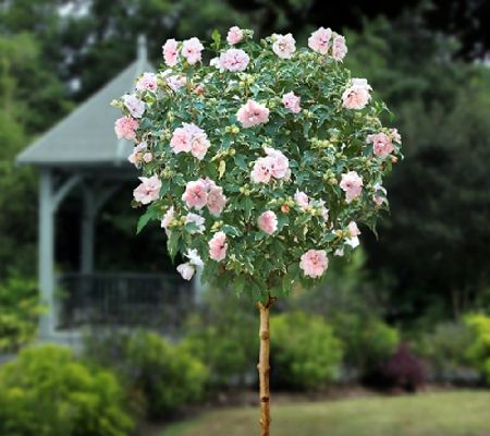 Cottage Farms Sugar Tip Rose of Sharon Patio Tree — QVC.com