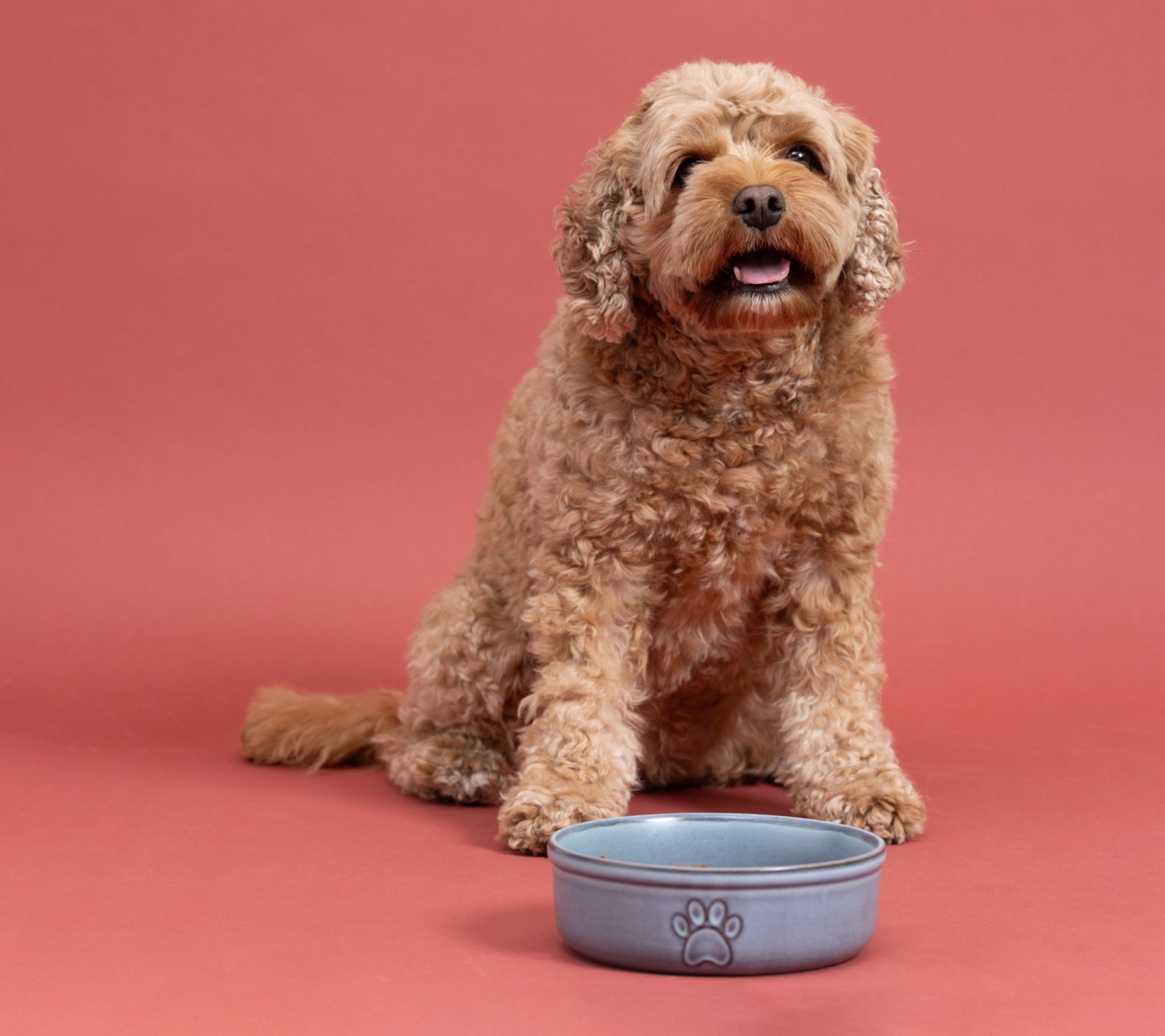 Mason Cash 32oz Reactive Paw Blue Glaze 7in PetBowl - QVC.com