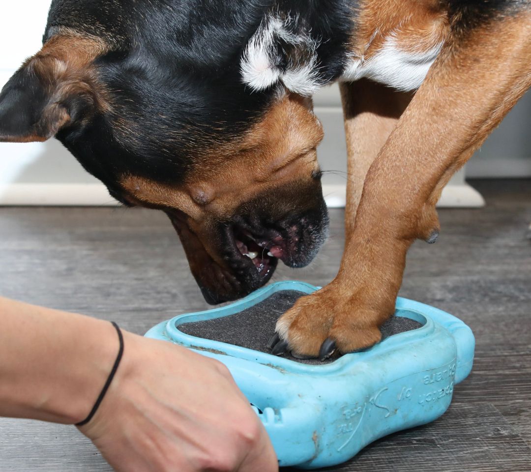 Scratch Square Pet Grooming & Enrichment Toy by De'Vora - QVC.com