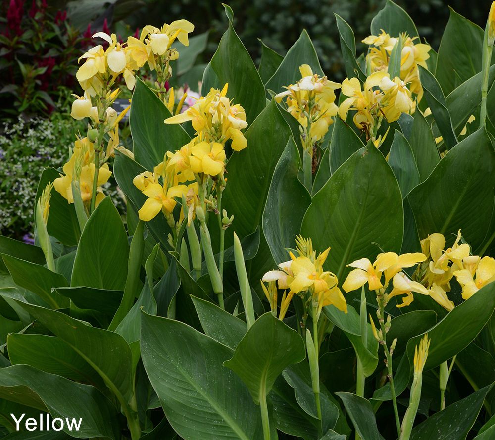 Phillip Watson Designs 3-Piece Cannova Canna Collection Live Plants ...