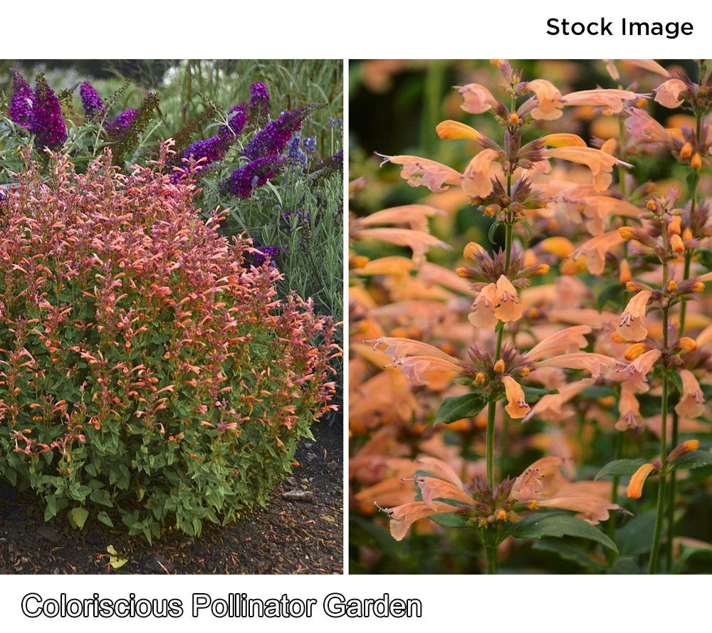 Cottage Farms 3 Pc Coloriscious Pollinator Garden Plants w/ Fertilizer ...