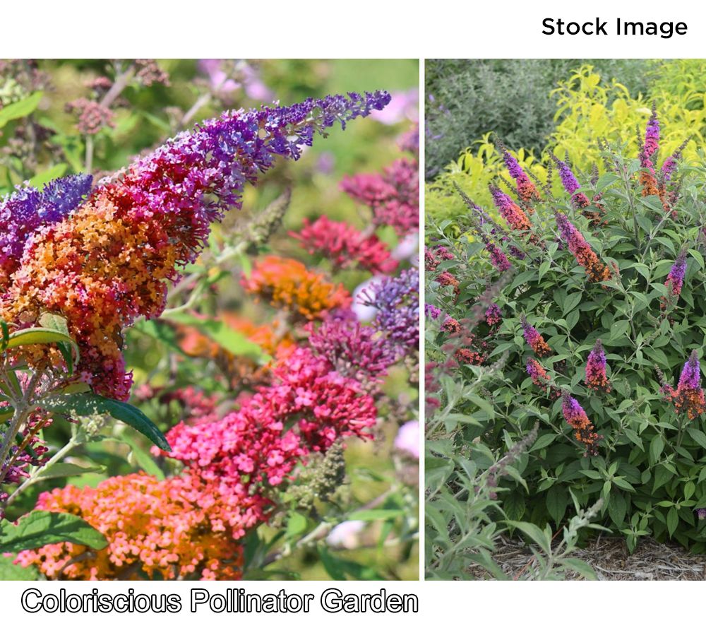 Cottage Farms 3 Pc Coloriscious Pollinator Garden Plants w/ Fertilizer ...