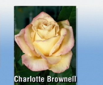 Spring Hill 3 Pc. Sub-zero Hybrid Tea Rose Collection - QVC.com