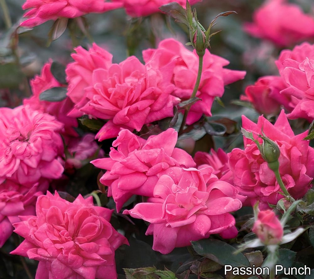 Cottage Farms 3-Piece 25th Anniversary Knock Out Rose Bareroot Plants ...