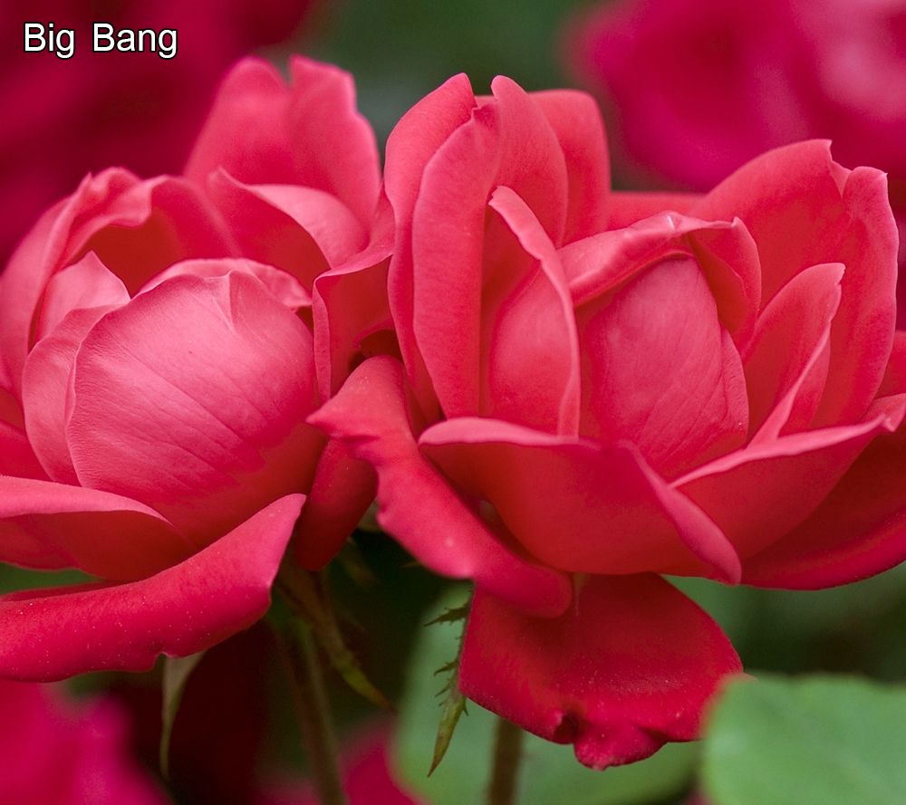 Cottage Farms 3-Piece 25th Anniversary Knock Out Rose Bareroot Plants ...