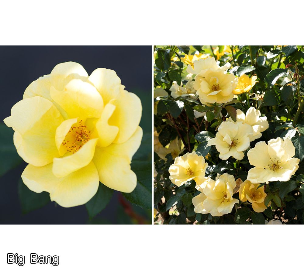 Cottage Farms 3-Piece 25th Anniversary Knock Out Rose Bareroot Plants ...