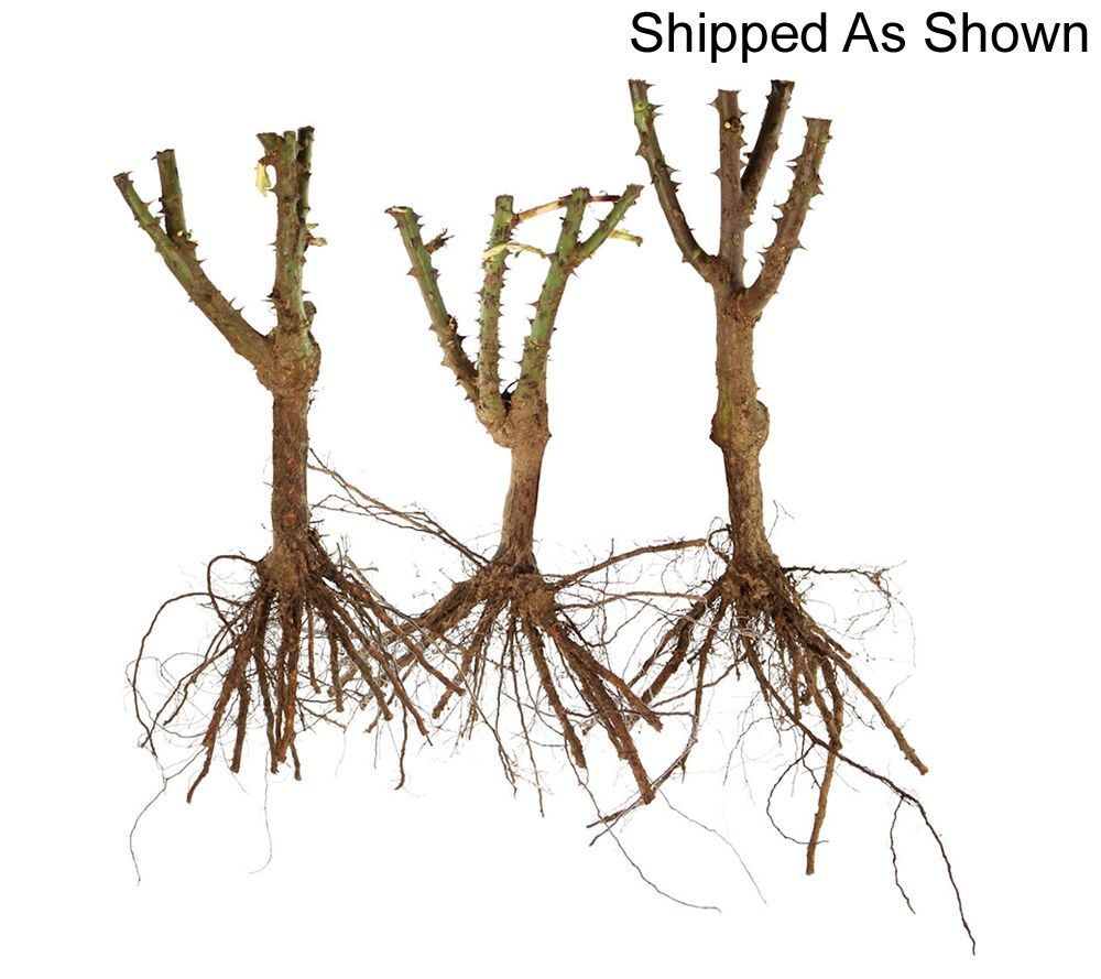 Cottage Farms 3-Piece 25th Anniversary Knock Out Rose Bareroot Plants ...