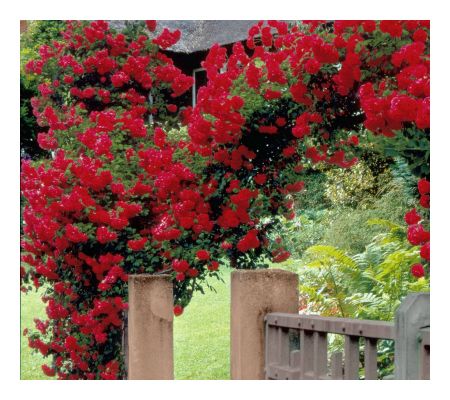 Cottage Farms 2-Piece Climbing Blaze Rose - QVC.com