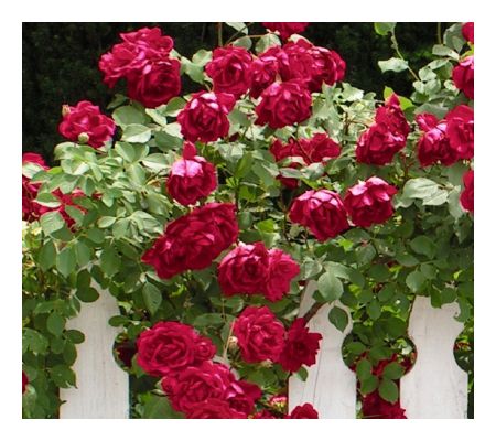 Cottage Farms 2-Piece Climbing Blaze Rose - QVC.com