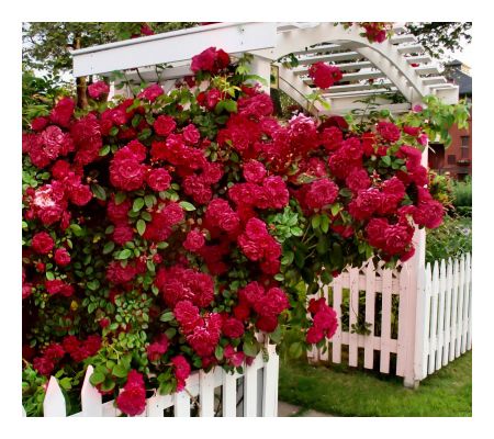 Cottage Farms 2-Piece Climbing Blaze Rose - QVC.com