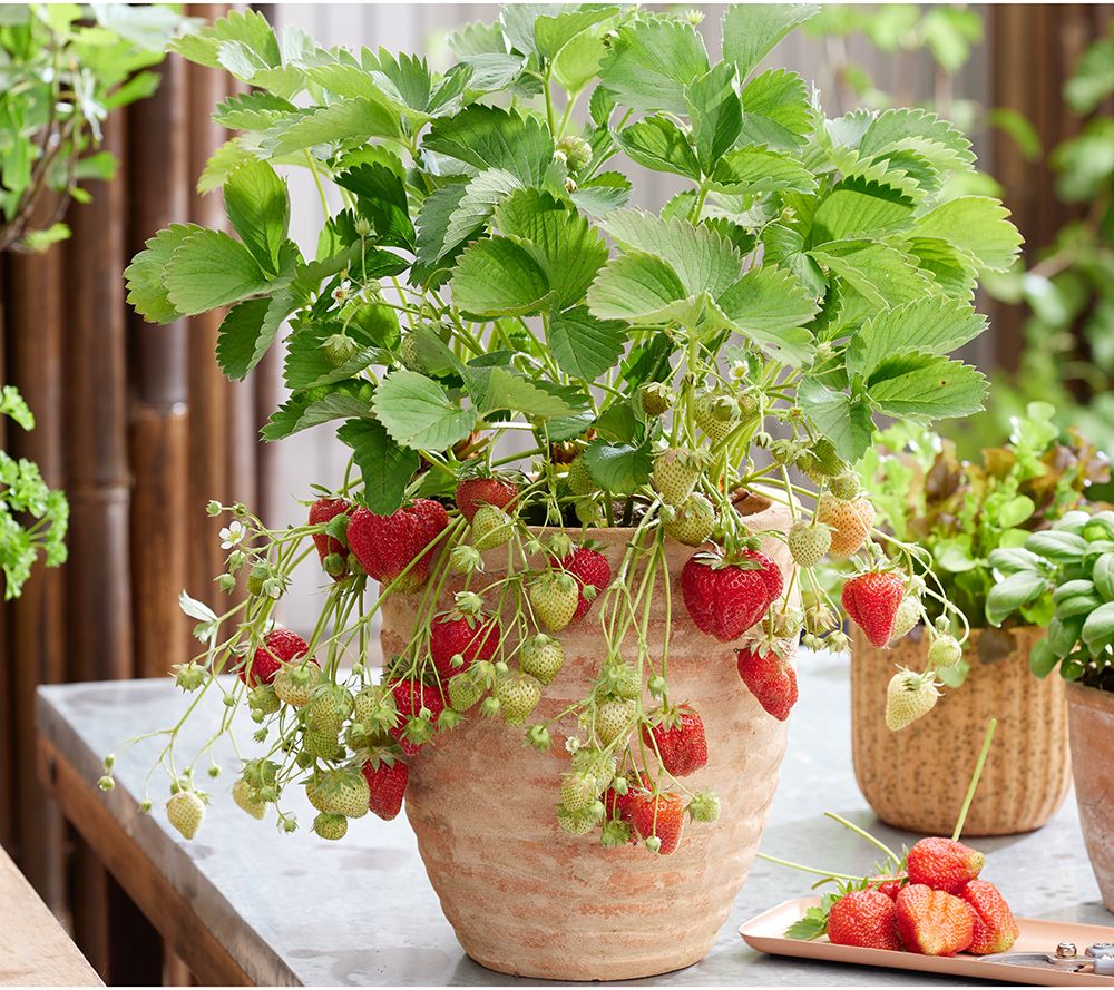 Roberta's 6Pc Everbearing Eversweet Strawberries Live Plants - QVC.com