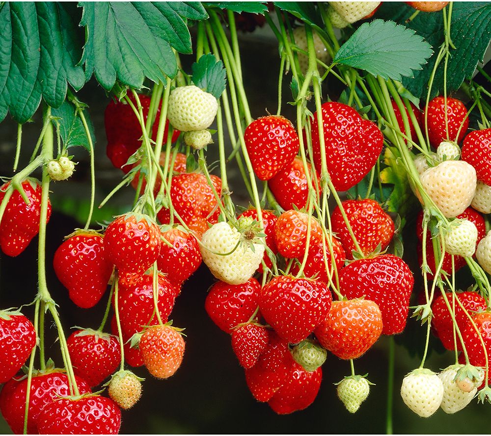 Roberta's 6Pc Everbearing Eversweet Strawberries Live Plants - QVC.com
