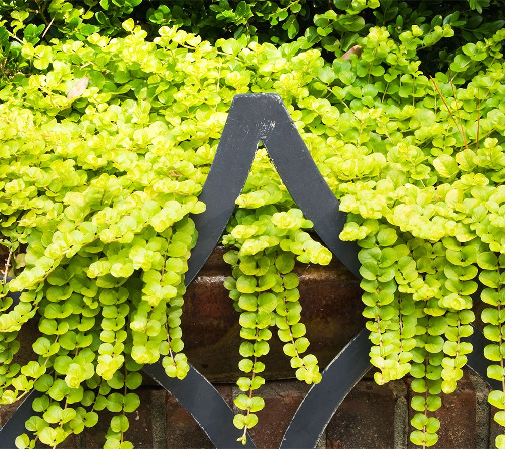 Phillip Watson Designs 6-Piece Creeping Jenny Live Plants - QVC.com
