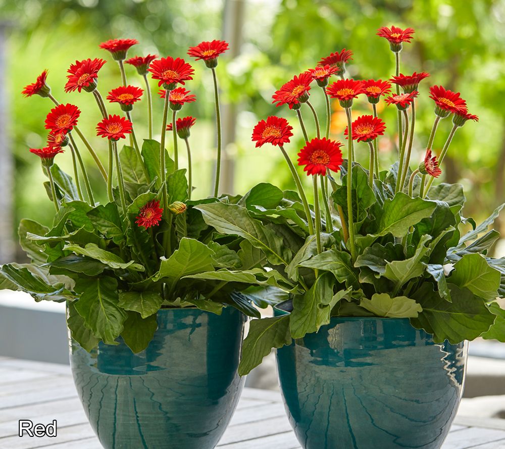 Roberta's 4-Piece Cheeky Hardy Gerber Daisies Live Plants - QVC.com