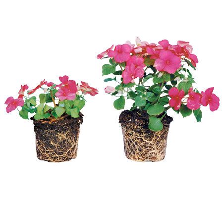 Rootblast Once-A-Season Growth Formula 2 2-1/2 lb Jars - QVC.com
