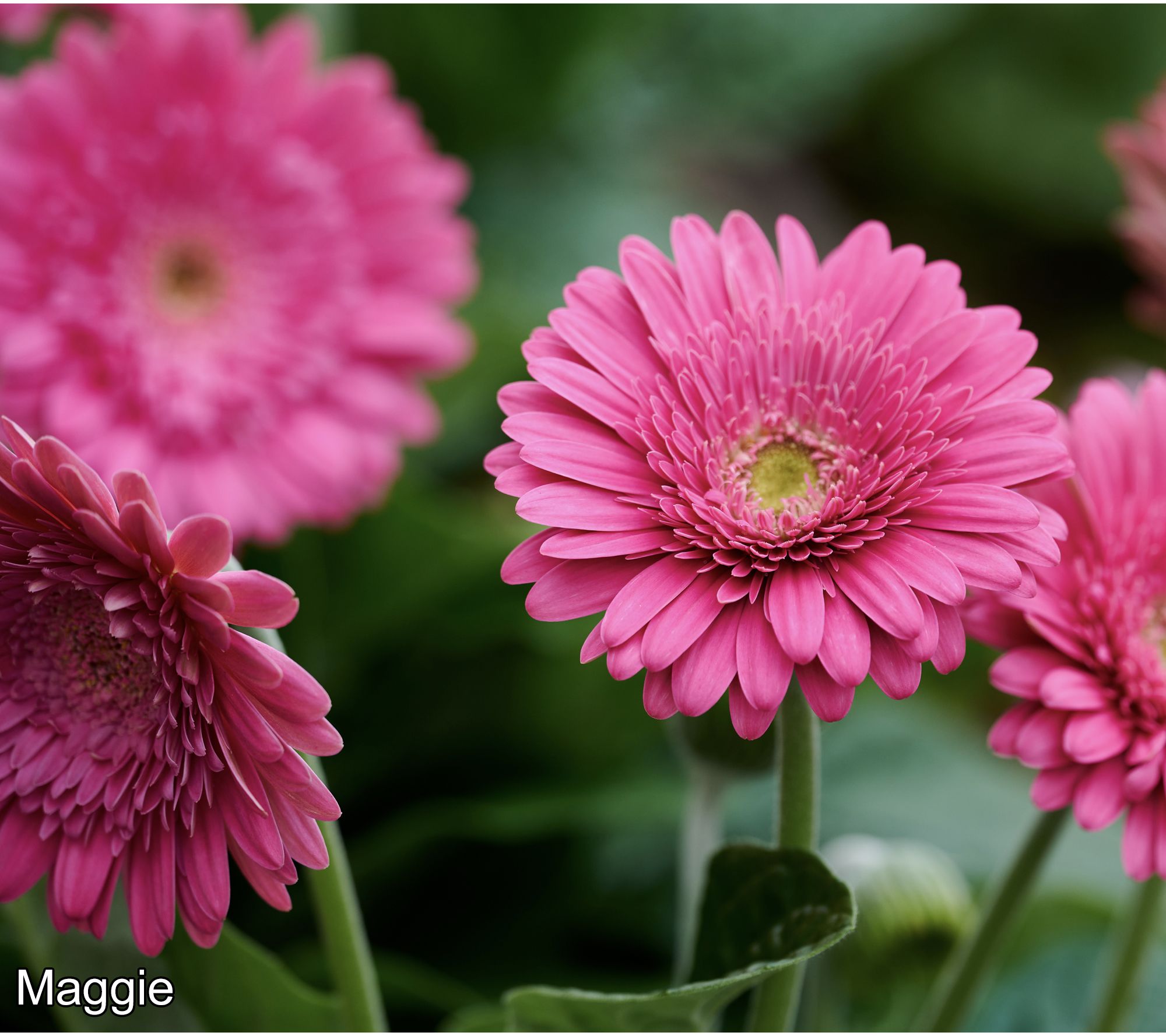 Roberta's 4-Piece Sweet Series Hardy Gerber Daisy Live Plants - QVC.com