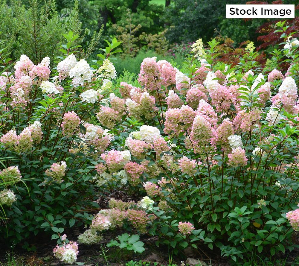 Cottage Farms Strawberry Sundae Hydrangea Live Plant - QVC.com