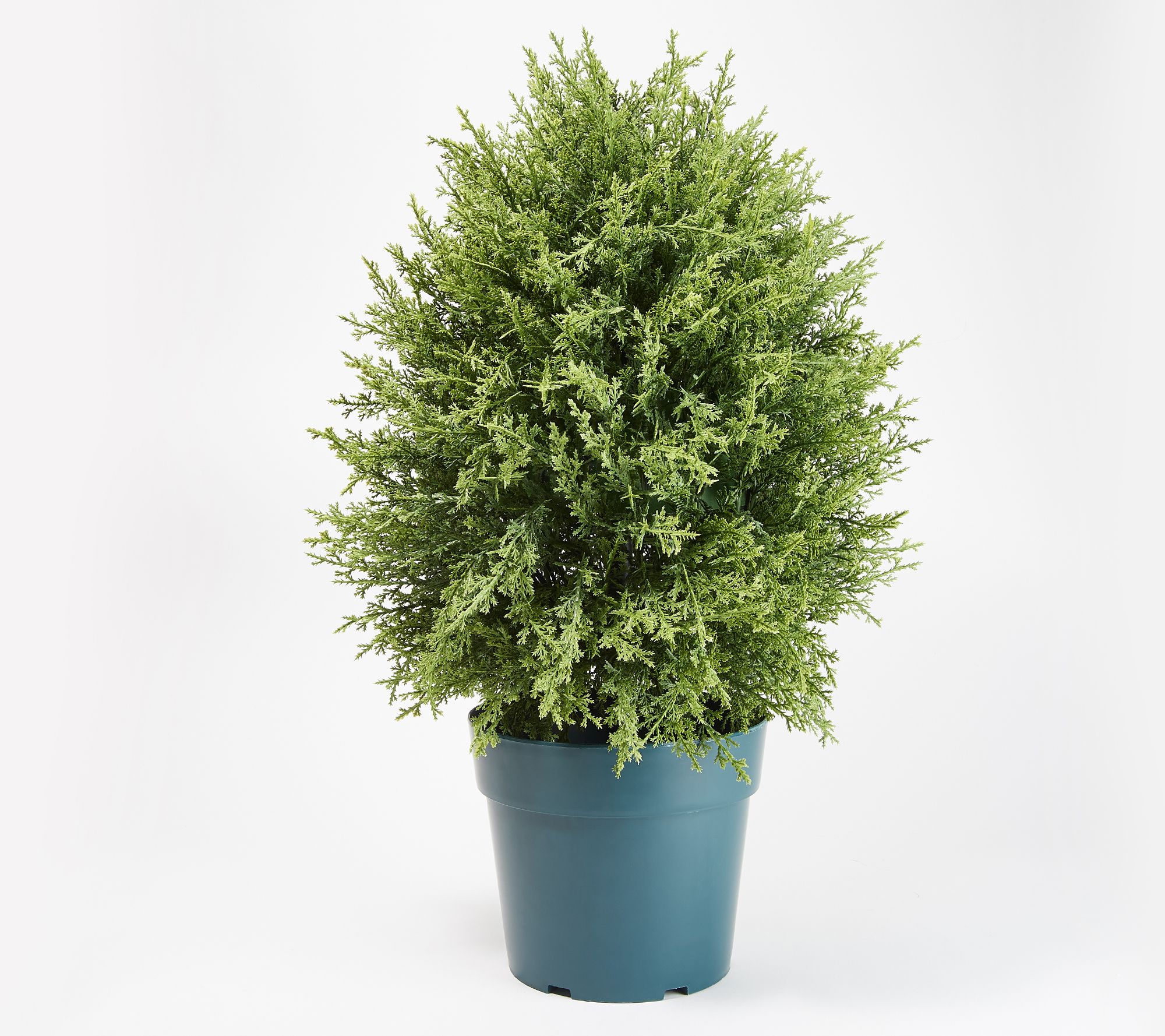 National Tree 26" Indoor/Outdoor Cypress Tree w/ Growers Pot - QVC.com