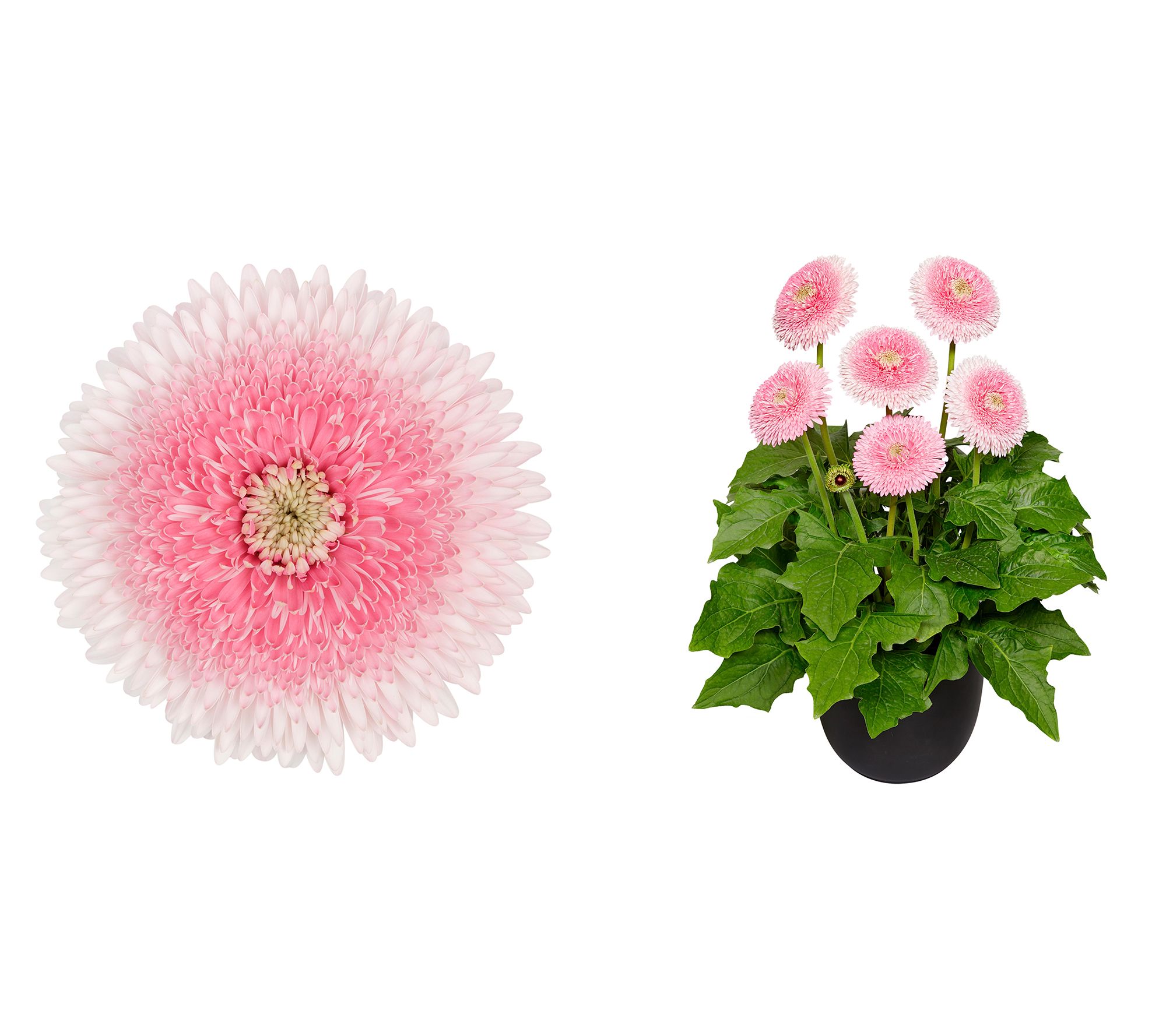 Roberta's 3-piece Glorious Patio Gerber Daisy Plants - QVC.com