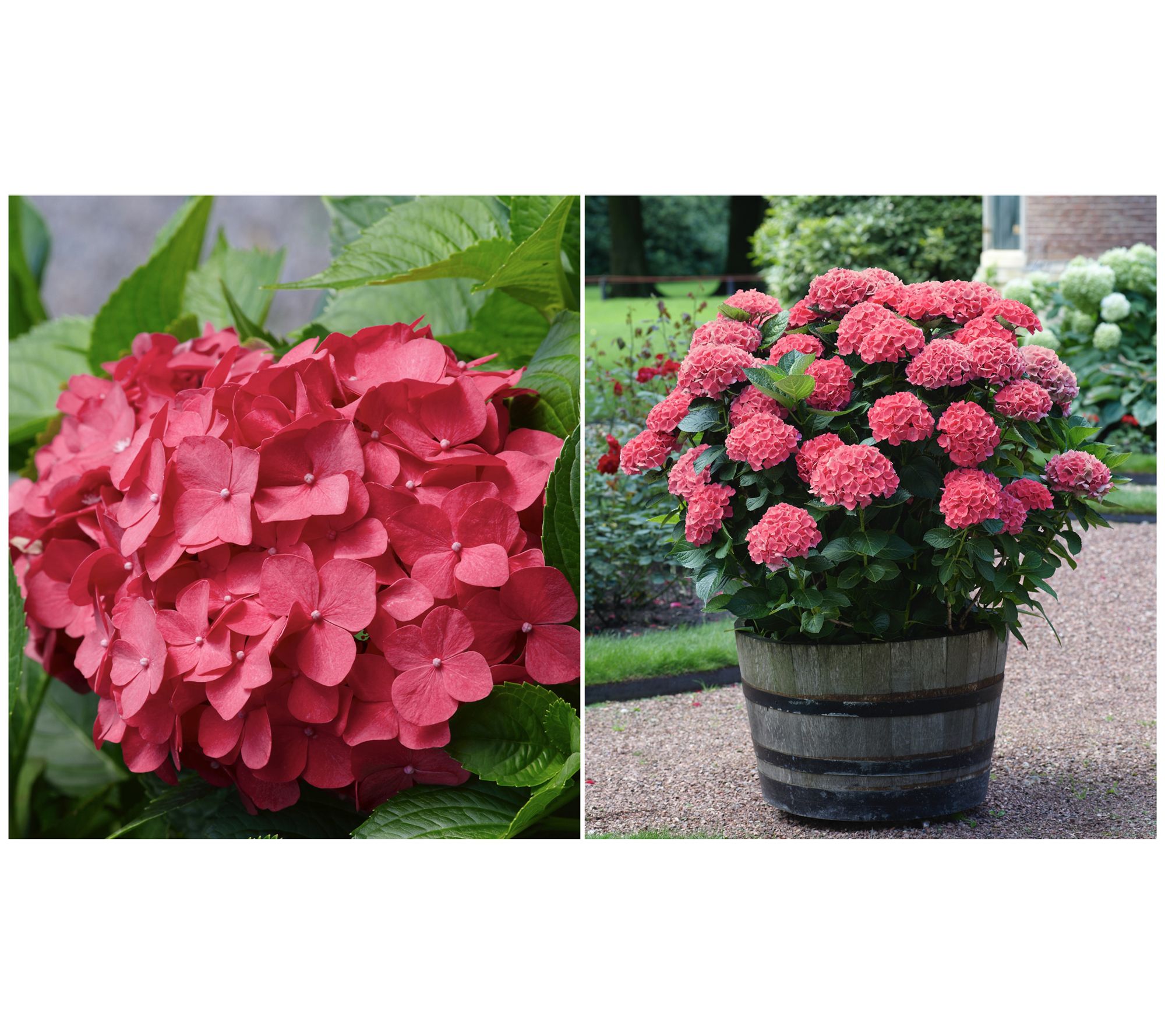 Roberta's 1-Piece Red Sensation Hydrangea Live Plant - QVC.com