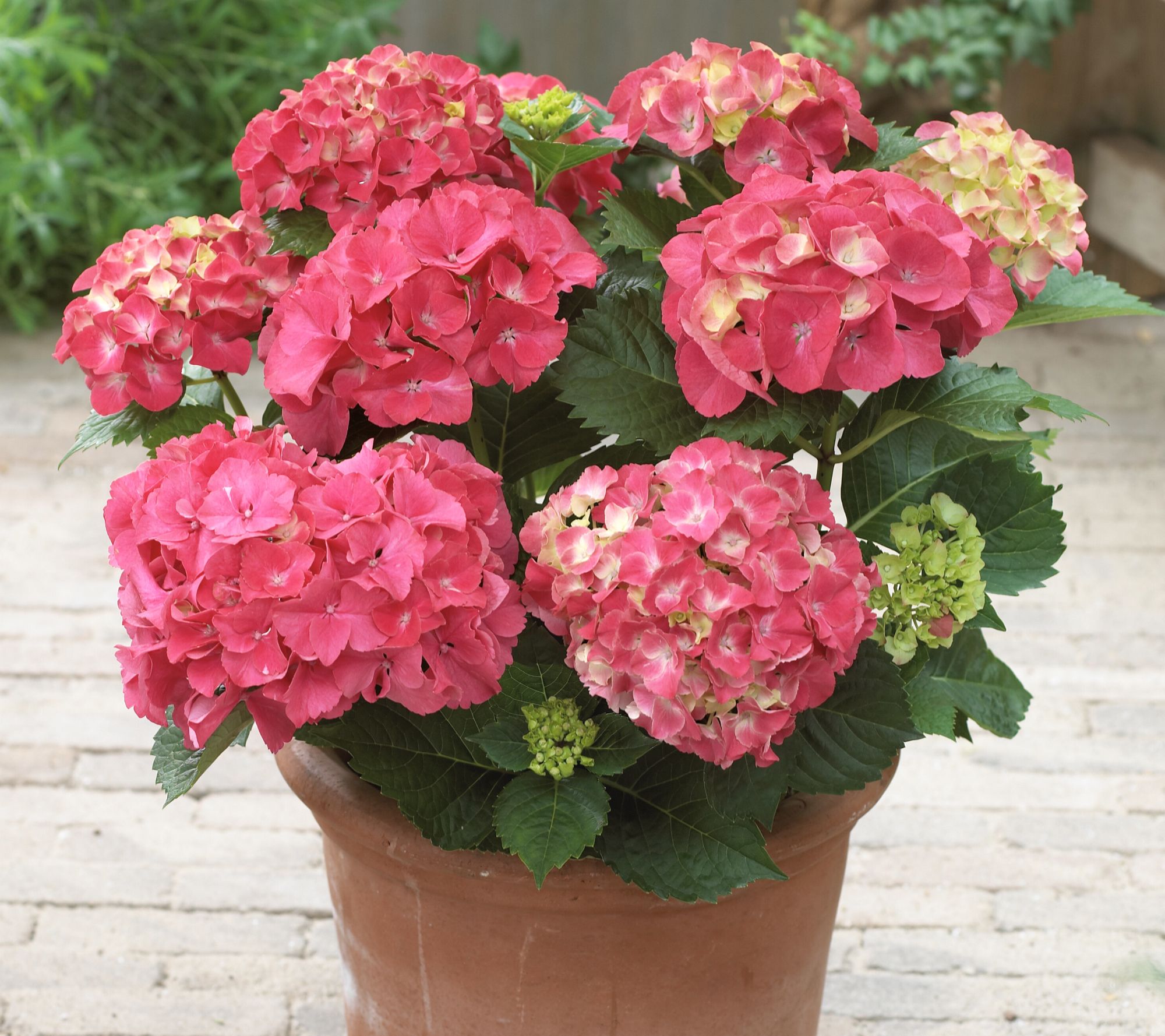 Roberta's 1-Piece Red Sensation Hydrangea Live Plant - QVC.com