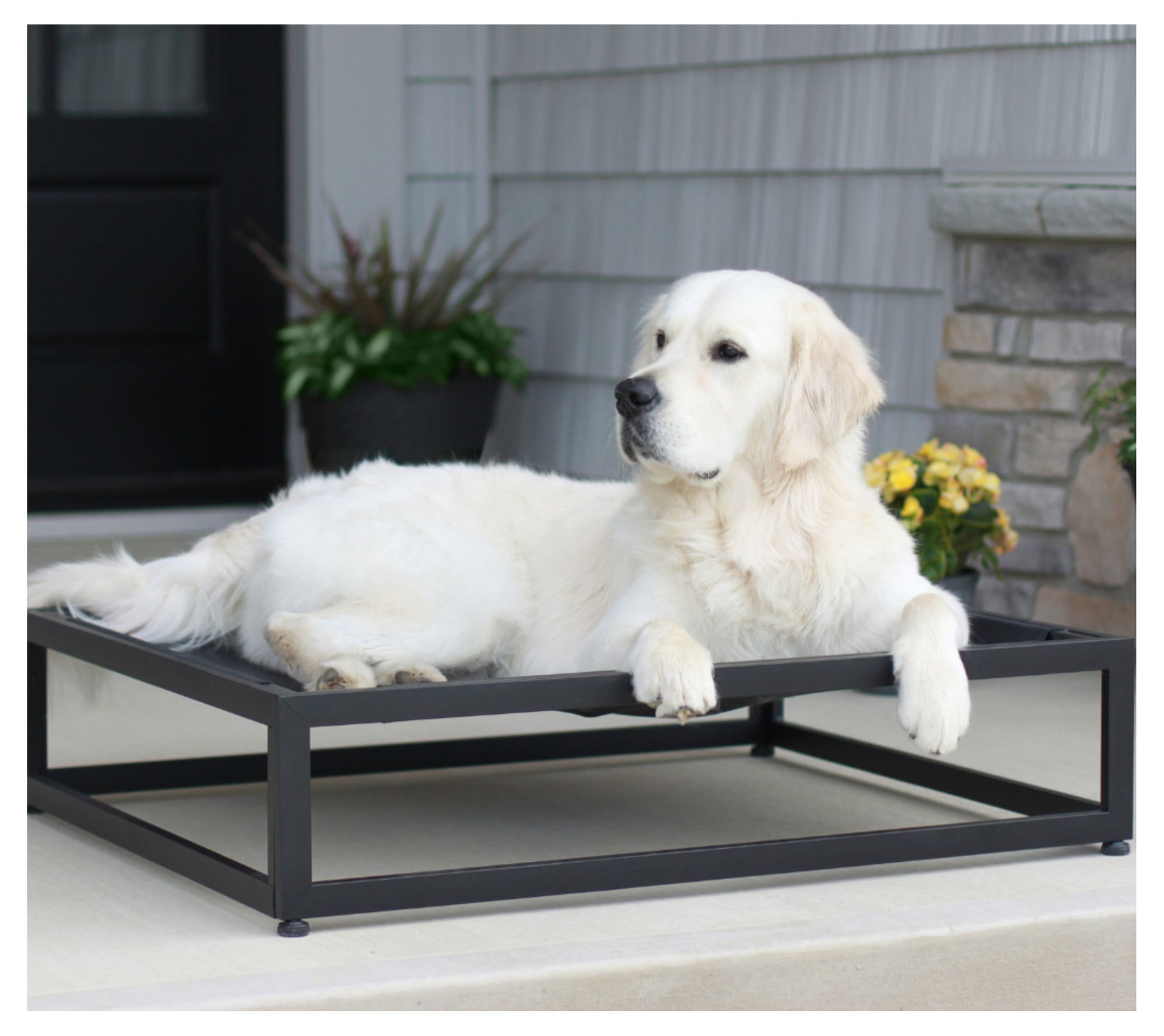 Fuzi Pets Up Pup Elevated Dog Bed - Large - QVC.com