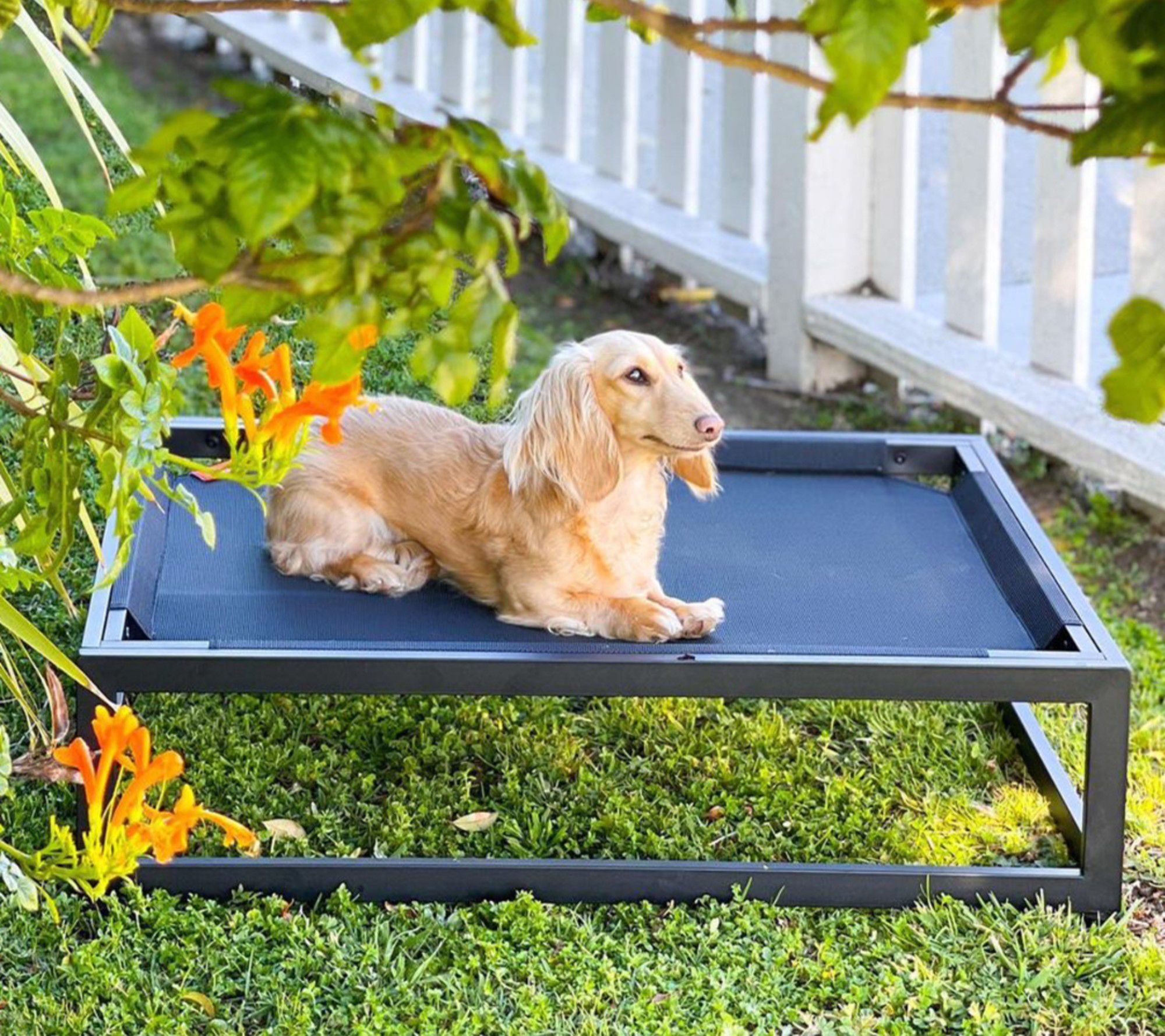 Fuzi Pets Up Pup Elevated Dog Bed -Medium - QVC.com
