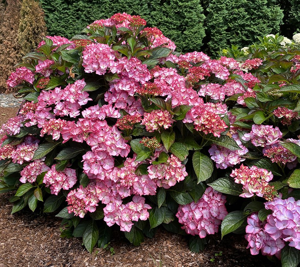 Roberta's 1pc Bloomin' Easy Kimono Hydrangea Live Plant - QVC.com
