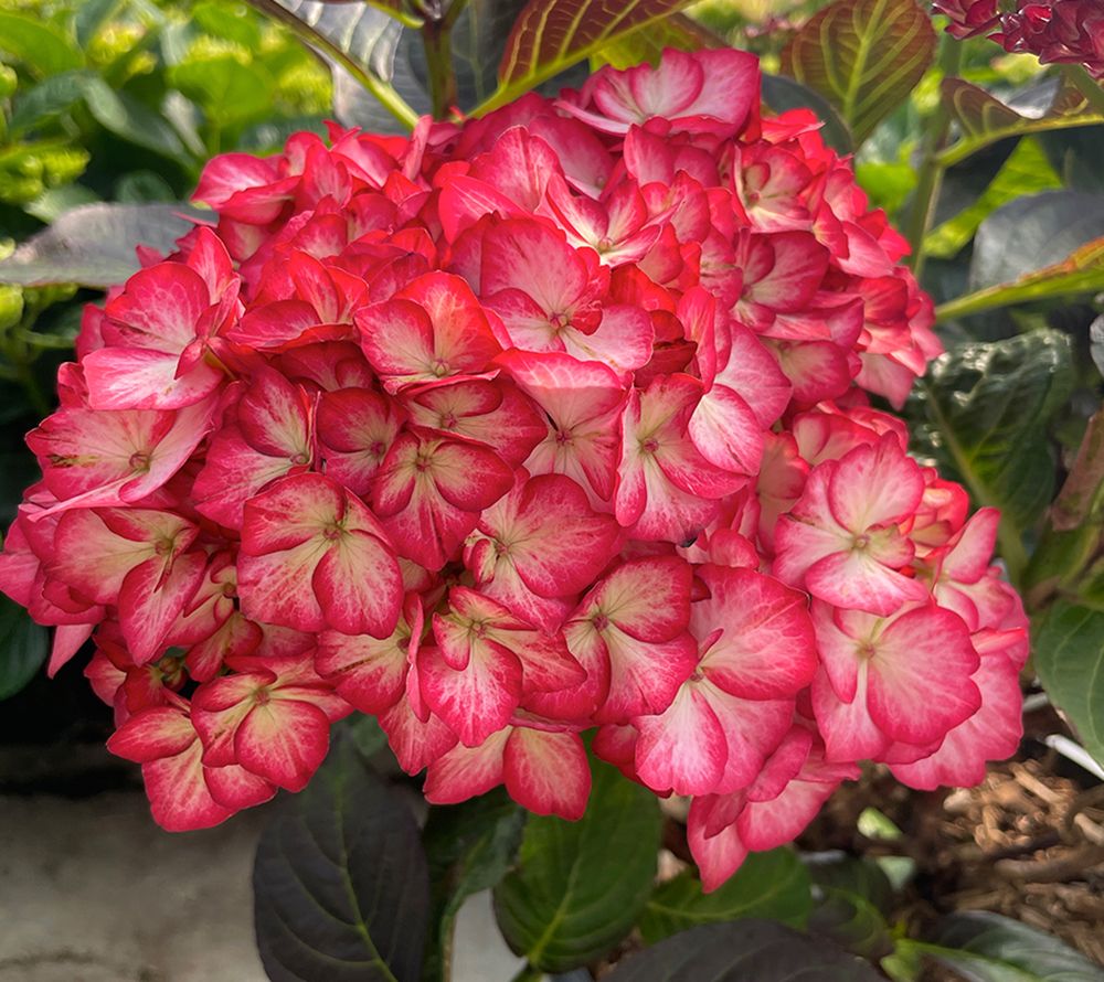 Roberta's 1pc Bloomin' Easy Kimono Hydrangea Live Plant - QVC.com