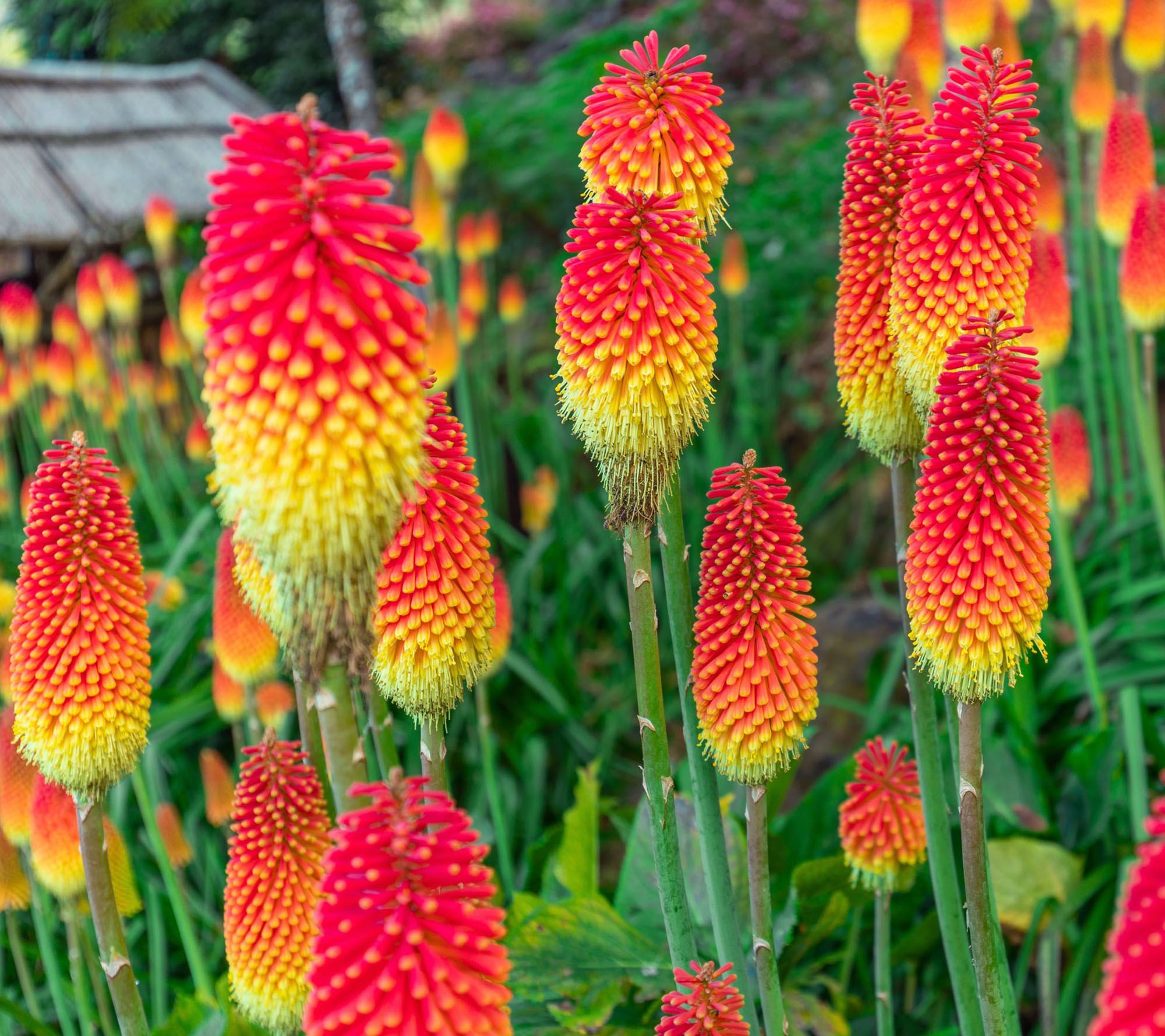 Roberta's 4-Piece Fiery Red Hot Poker Flowers Bareroot Plants - QVC.com