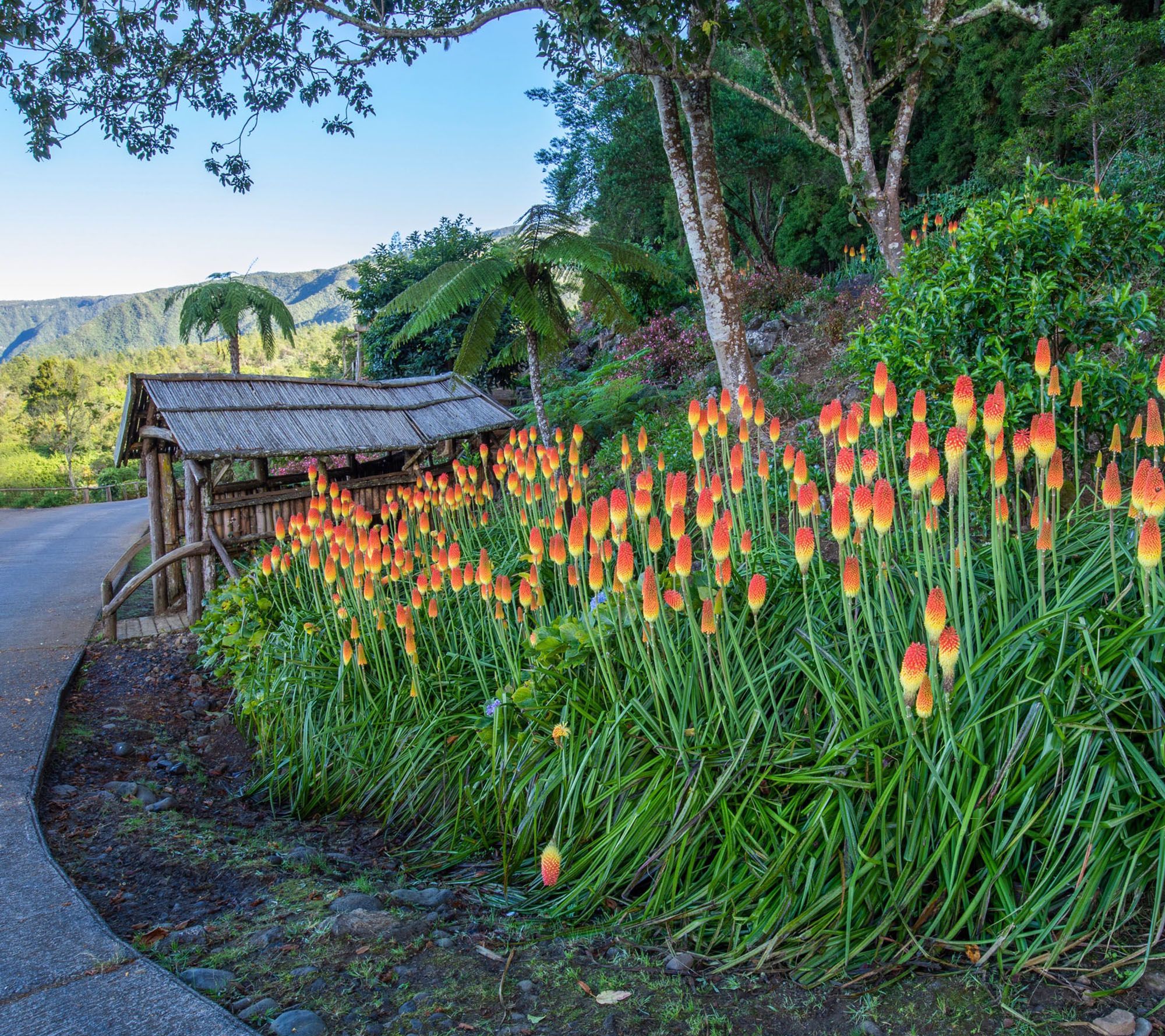 Roberta's 4-Piece Fiery Red Hot Poker Flowers Bareroot Plants - QVC.com