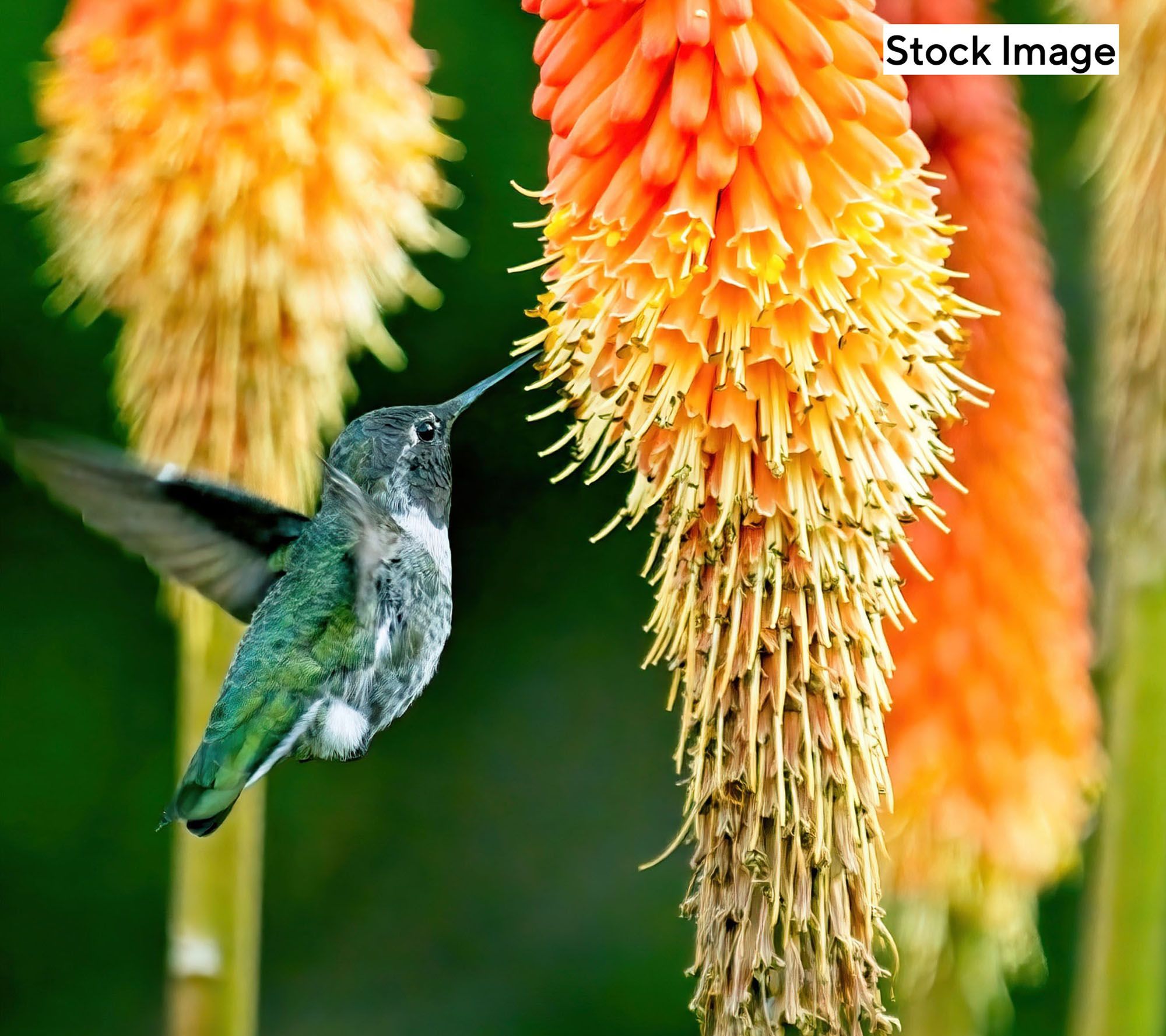 Roberta's 4-Piece Fiery Red Hot Poker Flowers Bareroot Plants - QVC.com