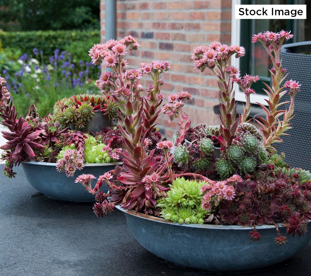 Ships 5 8 Robertas 6 Piece Hardy Hens And Chicks Live Plants