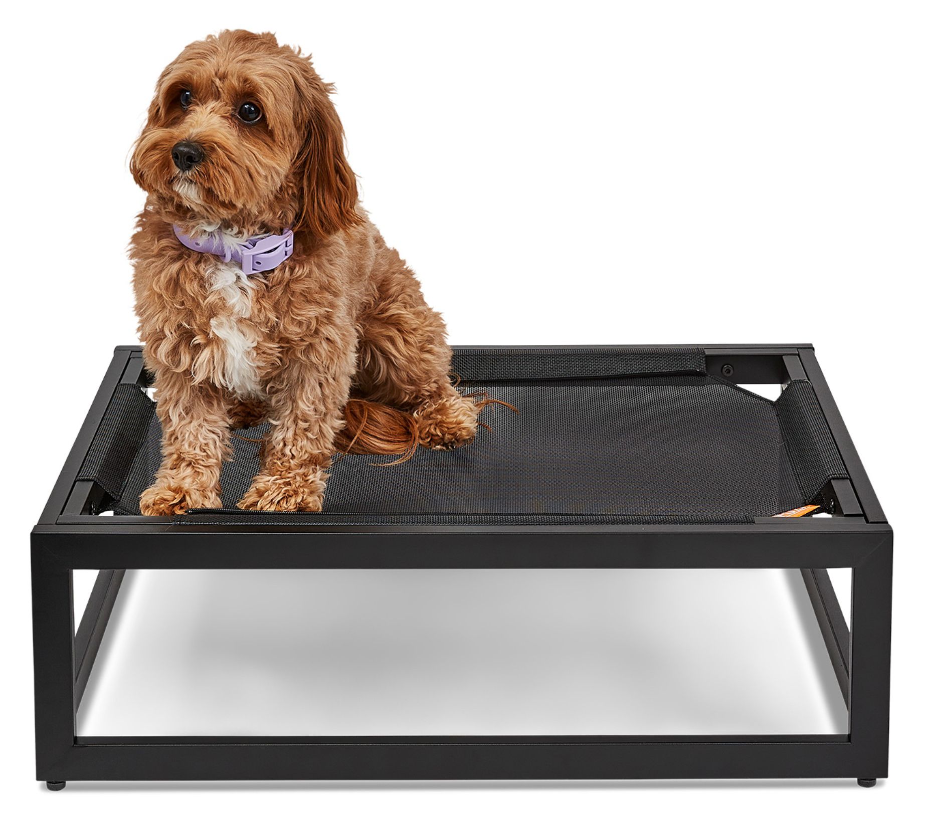 Fuzi Pets Up Pup Elevated Dog Bed - Small - QVC.com