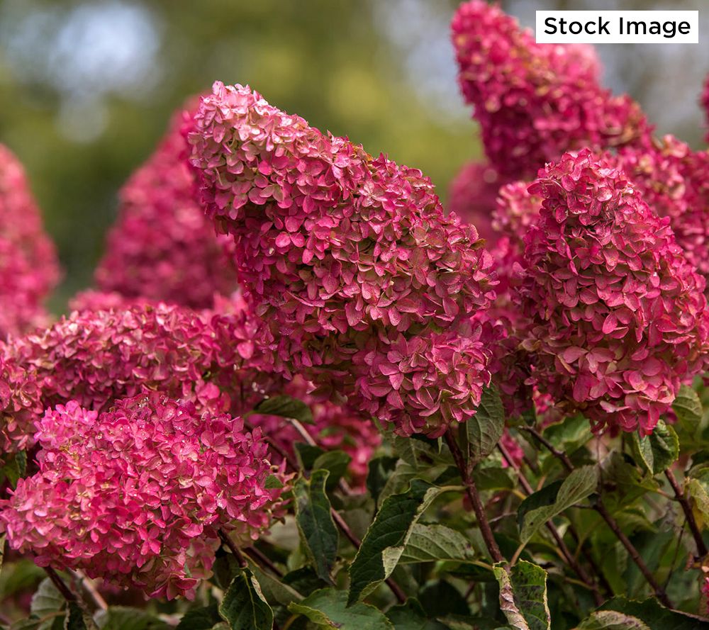 Cottage Farms 1-Piece Berry White Hydrangea Tree Live Plant - QVC.com