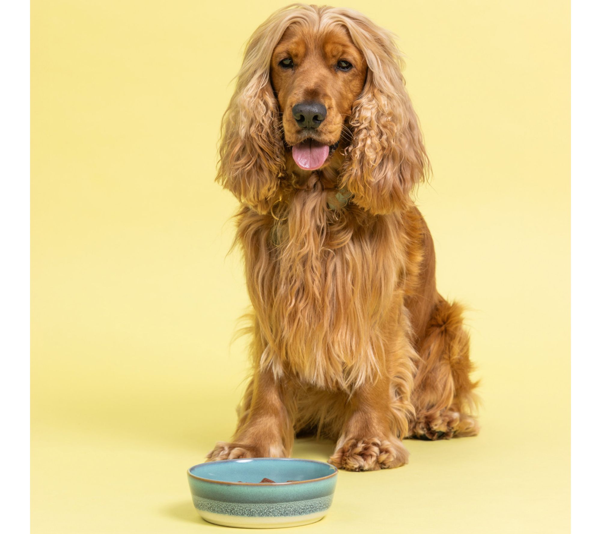 Mason Cash 18.6oz Reactive Fade 5.9in Pet Bowl - QVC.com