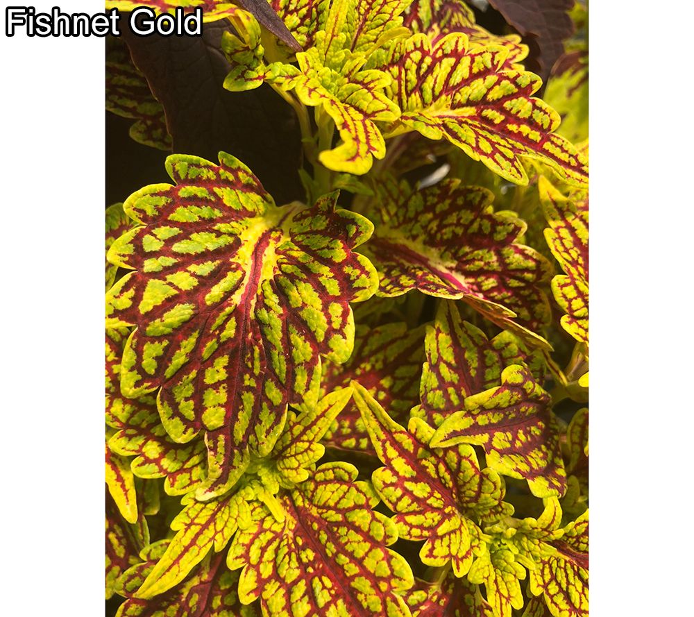 Hort Couture 3-Piece Coleus Fishnet Under the Sea Live Plants - QVC.com