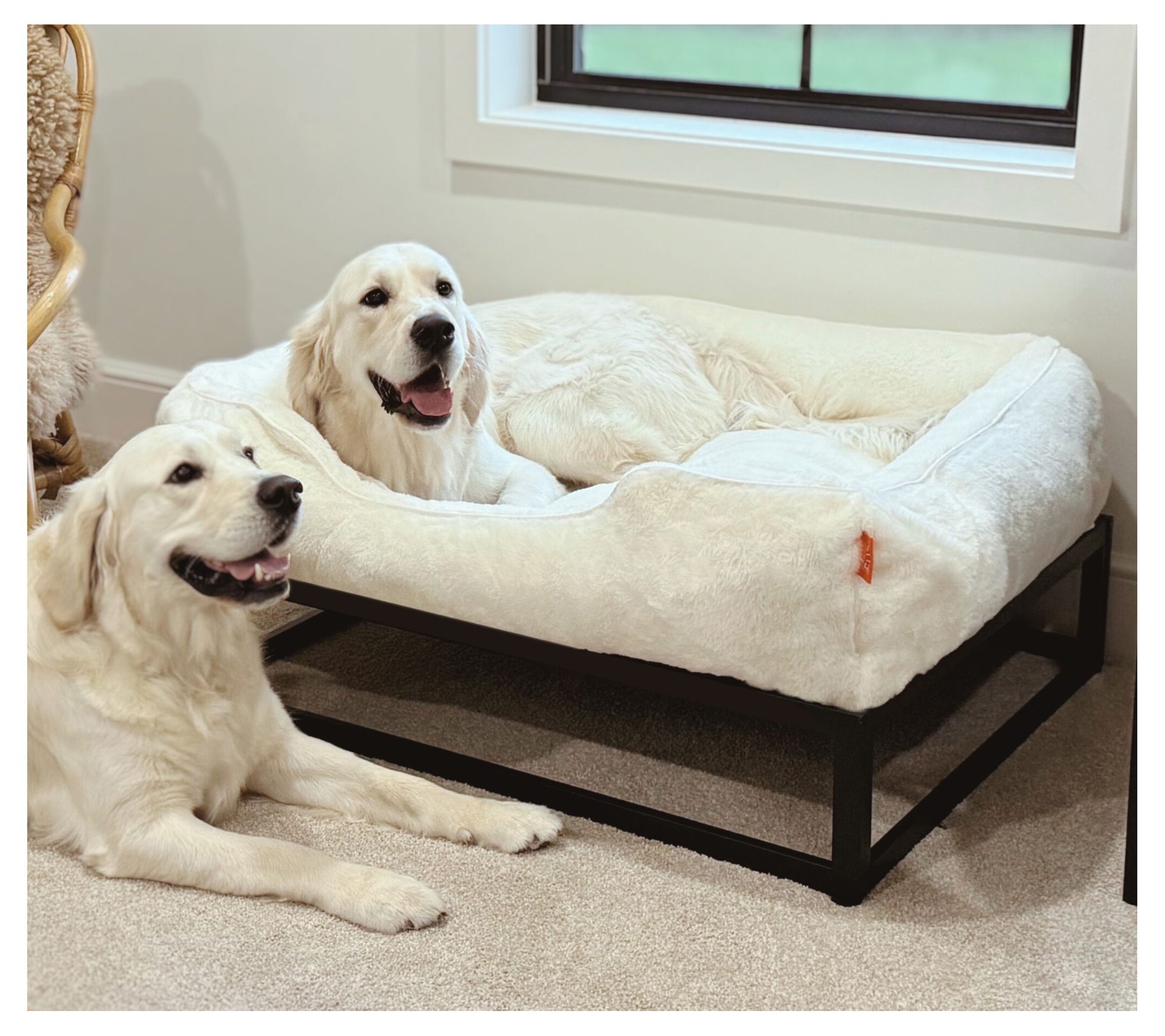 FUZI Pets Luxury Elevated Plus Dog Bed with Black Base - Large - QVC.com