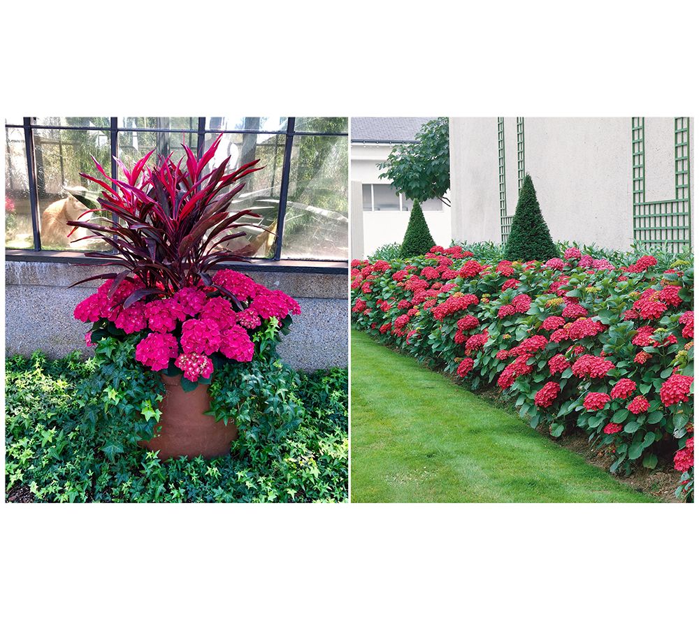 Roberta's 1pc Proven Winners Let's Dance Lovable Hydrangea Plant - QVC.com