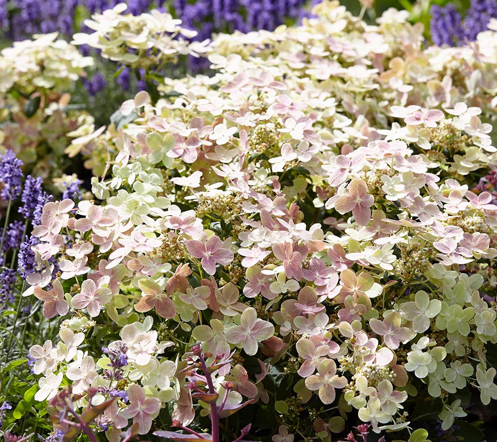 Girl Next Door 1-Piece Early Evolution Hydrangea Live Plant - QVC.com