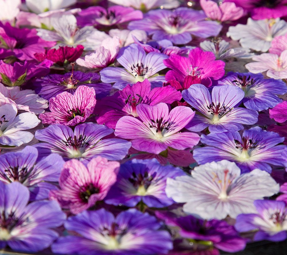 Breck S Mammoth 5 Pc Fragrant Hardy Geranium Qvc