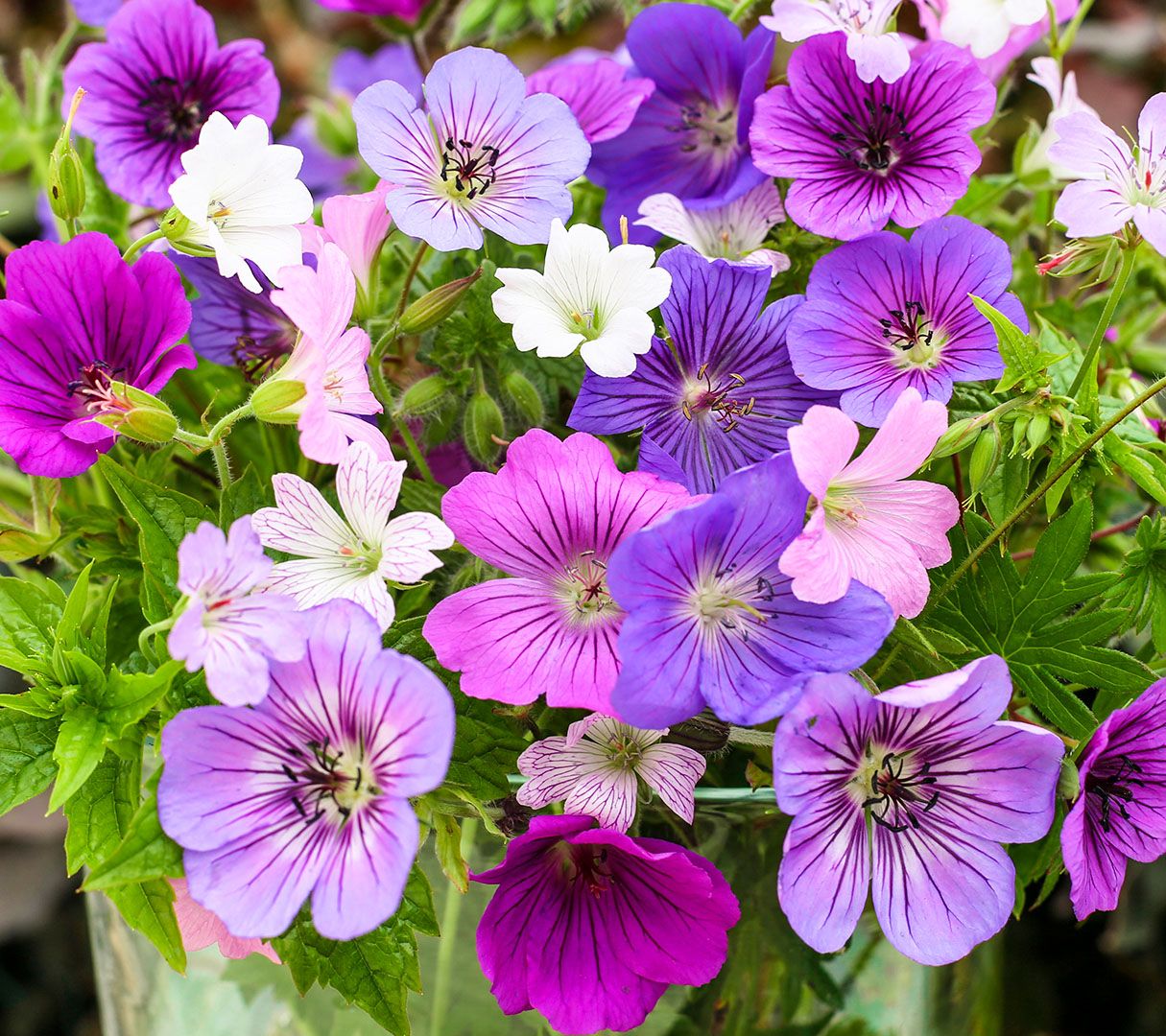 Breck S Mammoth 5 Pc Fragrant Hardy Geranium Qvc