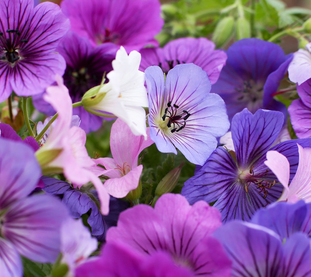 Breck S Mammoth 5 Pc Fragrant Hardy Geranium Qvc