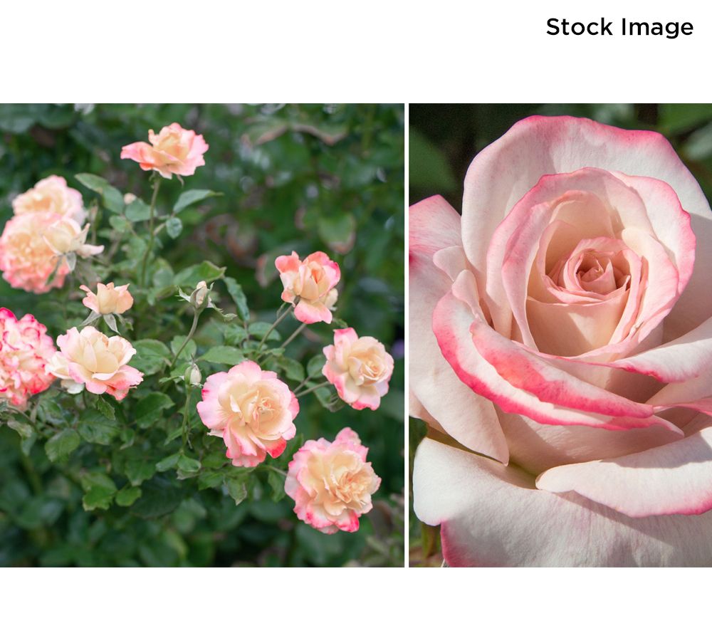 Cottage Farms 1-Piece Pinkerbelle Rose Bareroot Plants - QVC.com
