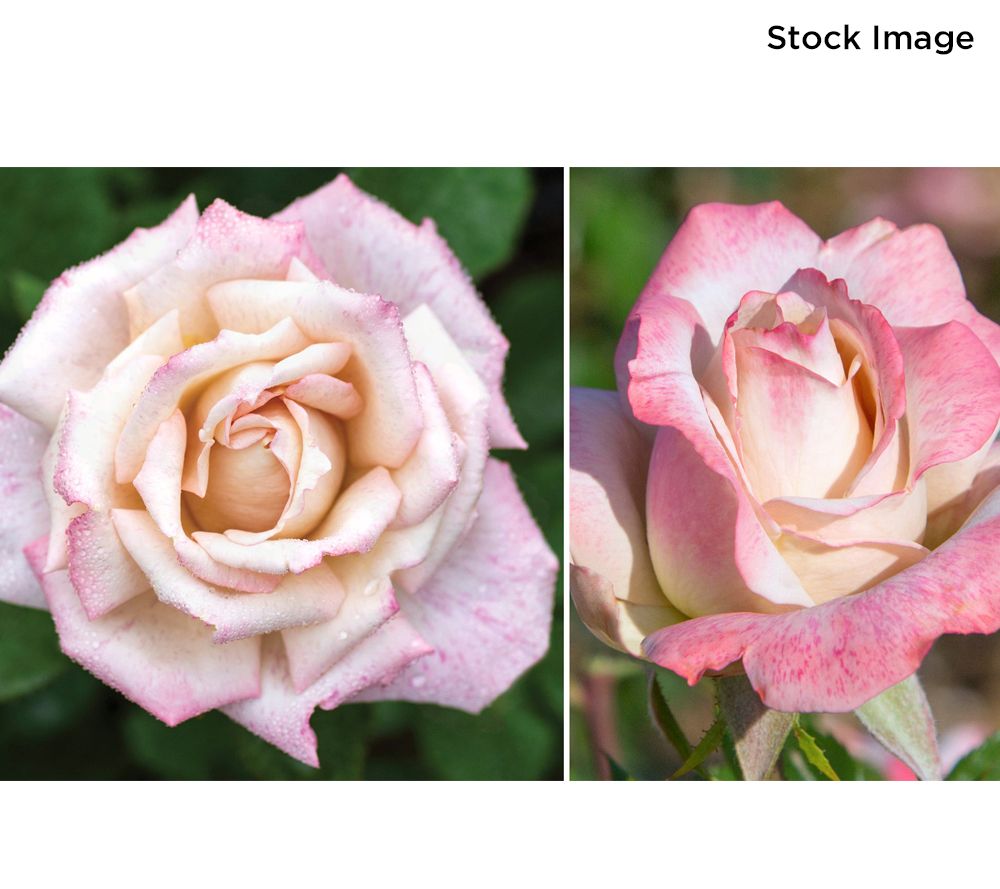 Cottage Farms 1-Piece Pinkerbelle Rose Bareroot Plants - QVC.com