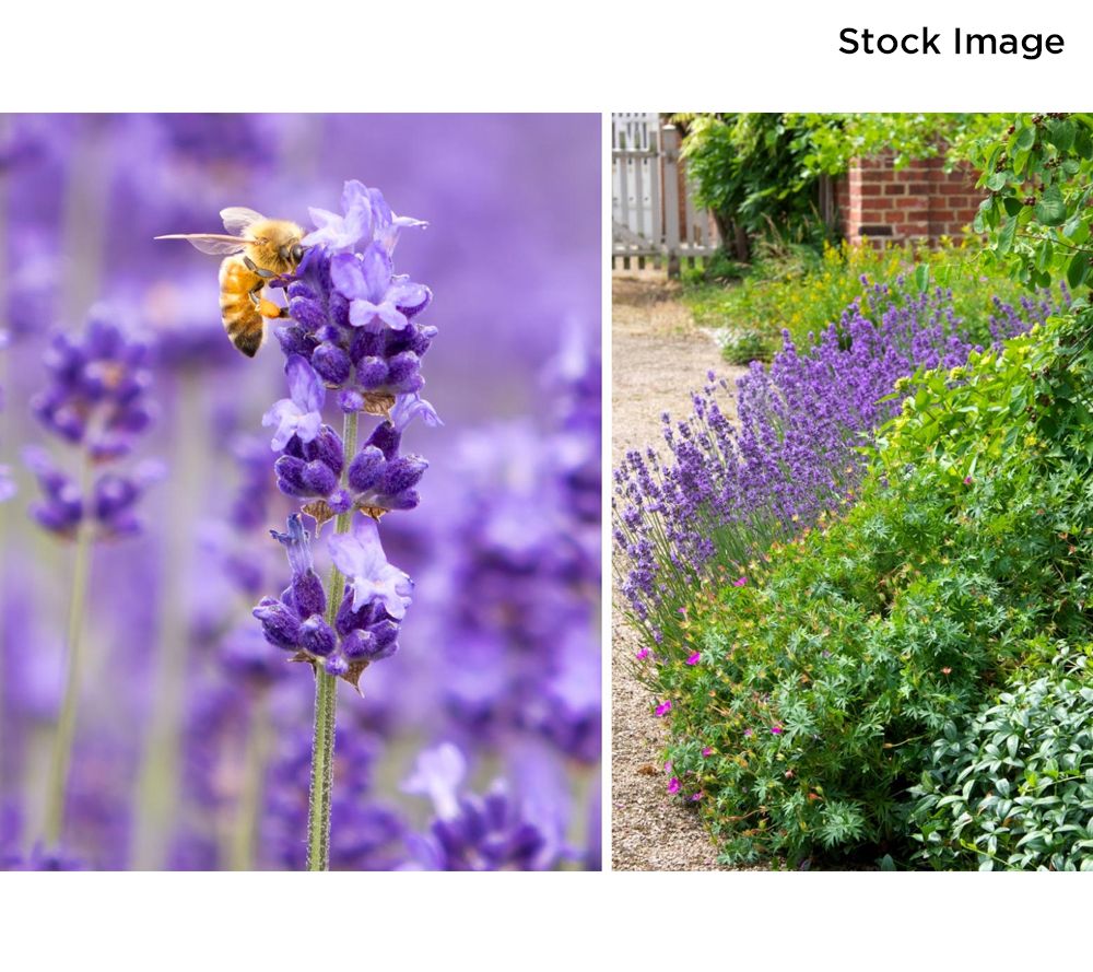 Cottage Farms 3-Piece Super Blue Lavender Live Plants - QVC.com