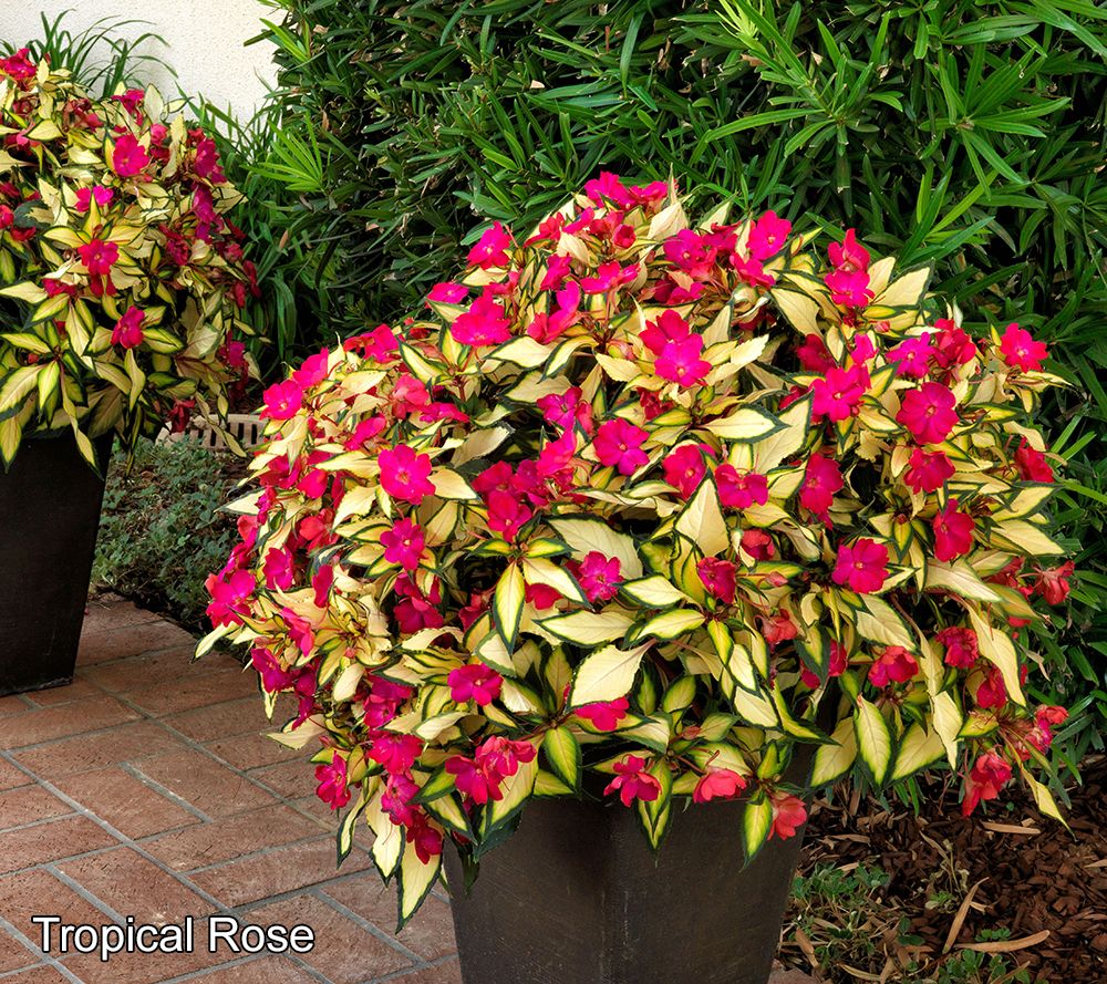 (QVC) Q2 – Phillip Watson Designs 6-Piece SunPatiens Tropical Lightning ...
