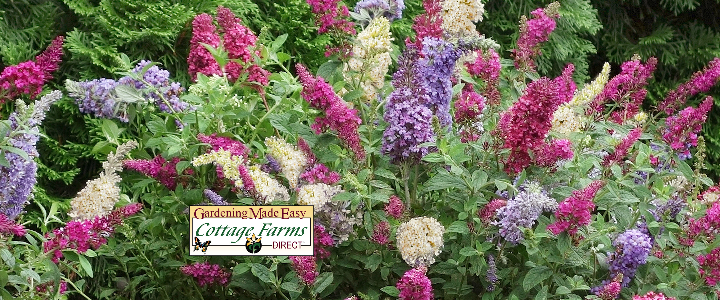(QVC) Cottage Farms (2) or (3) Piece Tri-Color Buzz Butterfly Bush ...