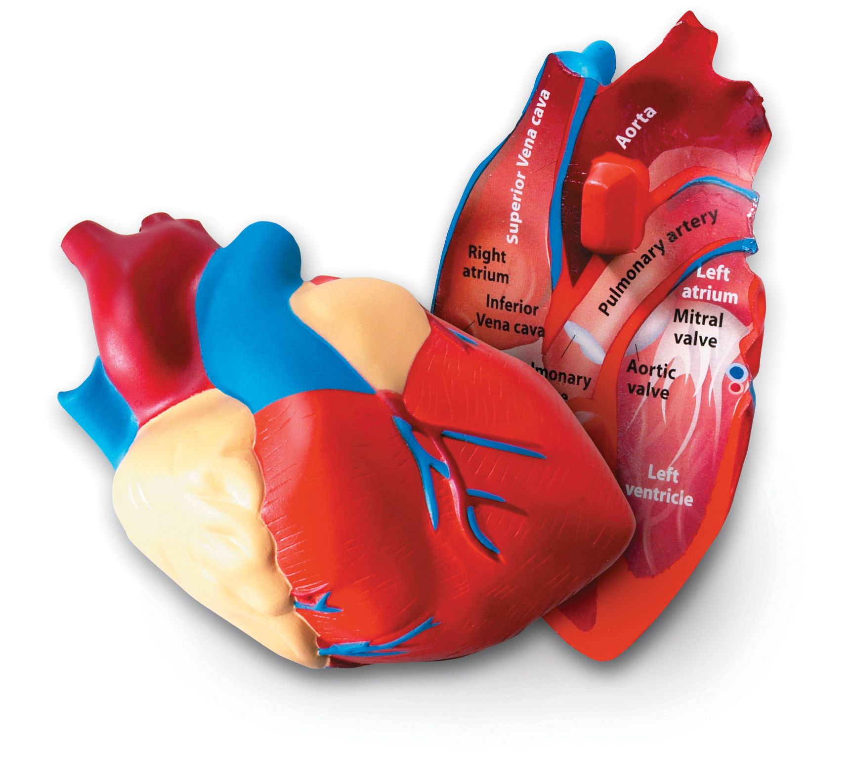 Learning Resources Cross-Section Human Heart Model Toy - QVC.com